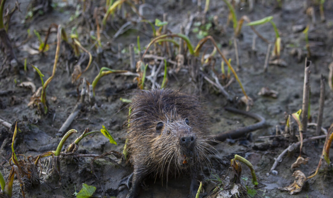 How wildlife experts eradicated nutria from Chesapeake Bay | News ...